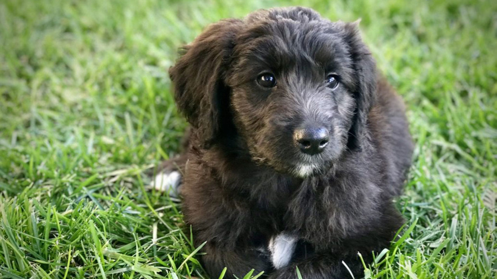 Meet California's deputy first dog: Cali Brown - ABC7 Los Angeles