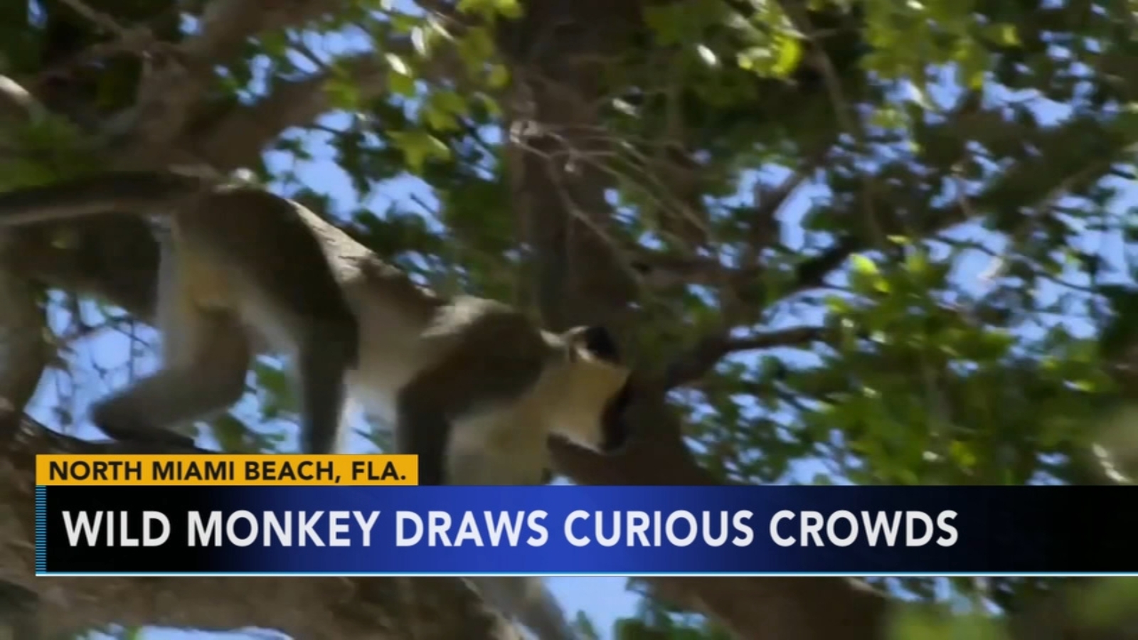 Loose monkey draws curious crowds in South Florida - 6abc Philadelphia