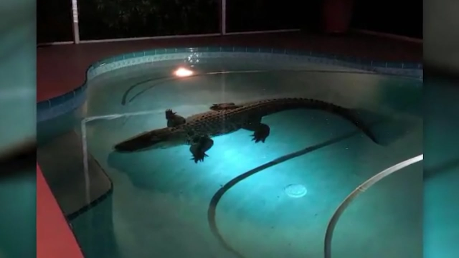 Surprise, surprise: 11-foot gator discovered in family's backyard pool ...