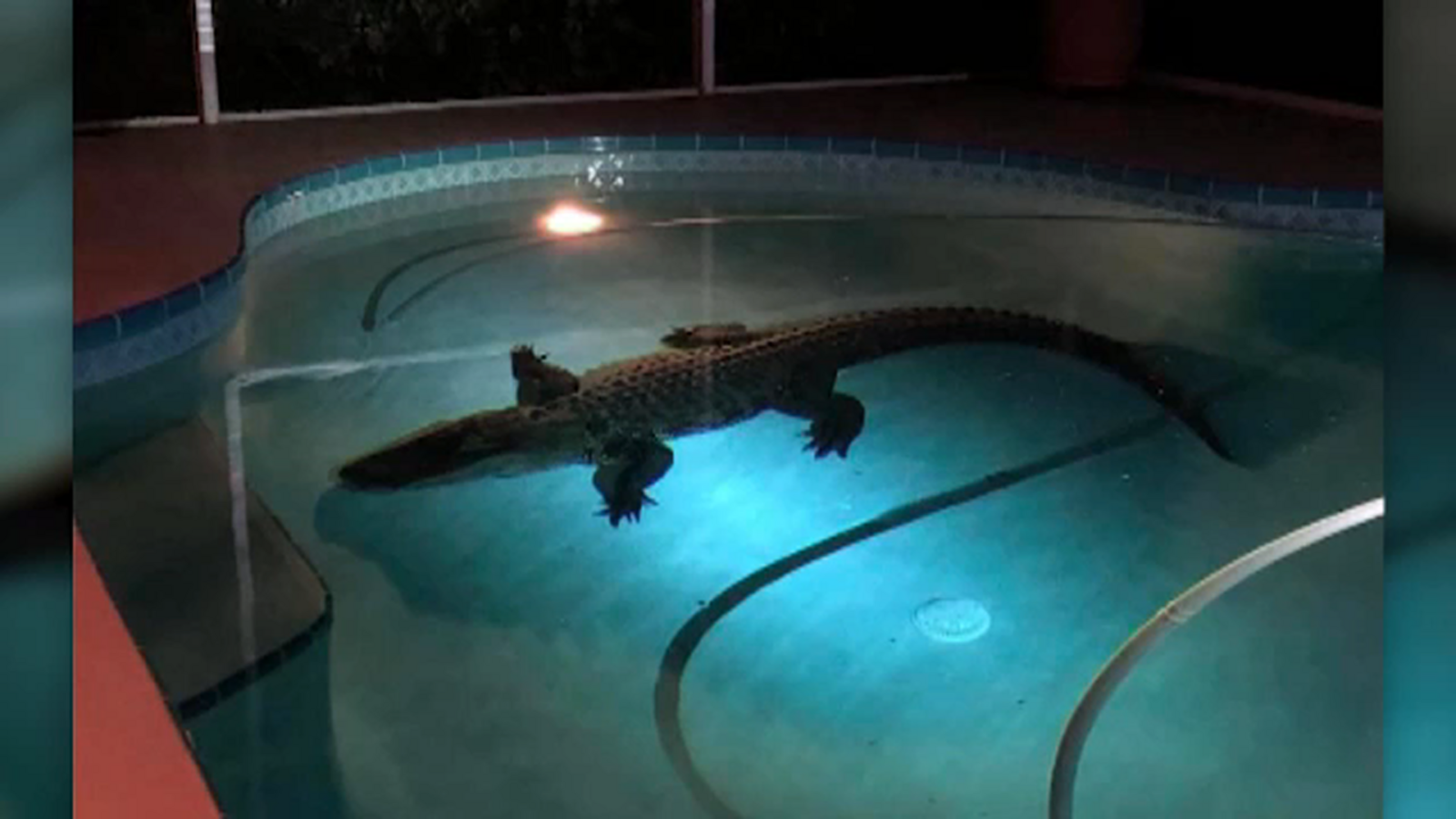 11-foot-long alligator found in swimming pool in Sarasota, Florida ...