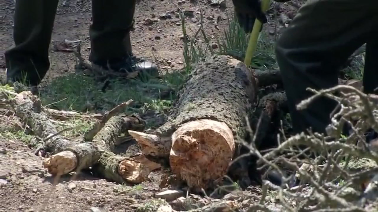 Man suffers serious injuries after tree falls, traps him in San ...