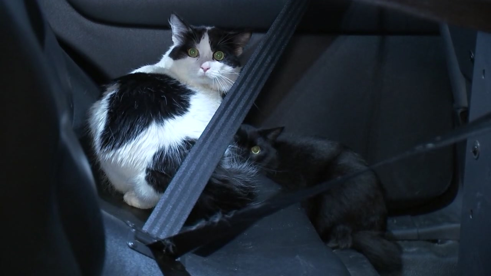 Woman leads police chase in Houston with 2 cats in the car - ABC13 Houston