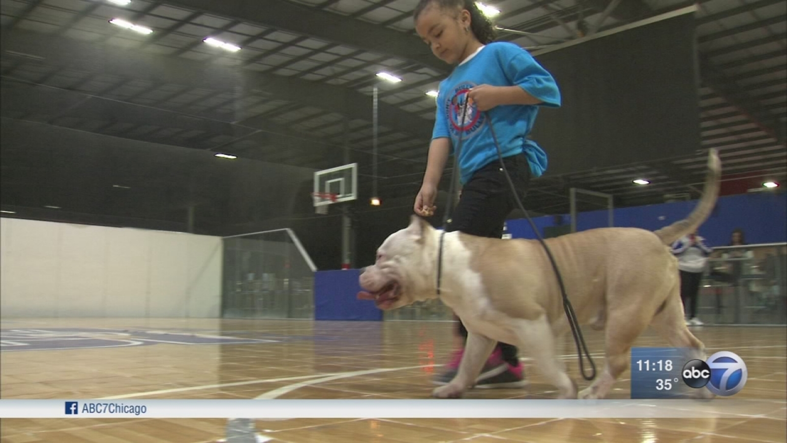 Program brings kids and bully breed dogs together - ABC7 Chicago