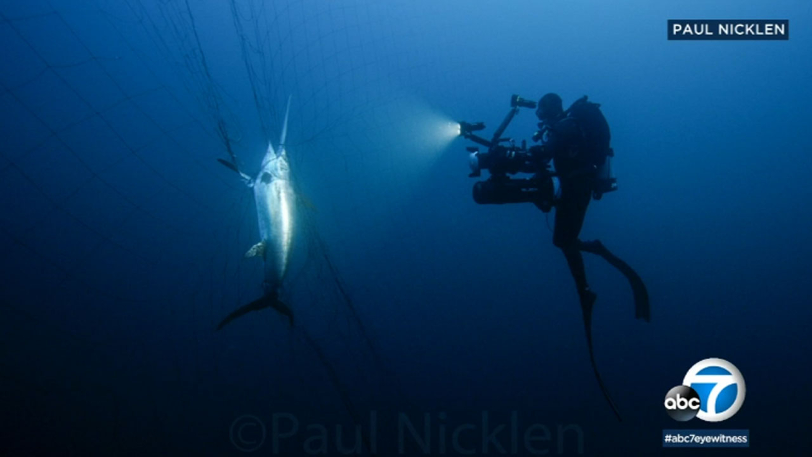 Graphic video shows marine animals tangled in driftnets off California ...