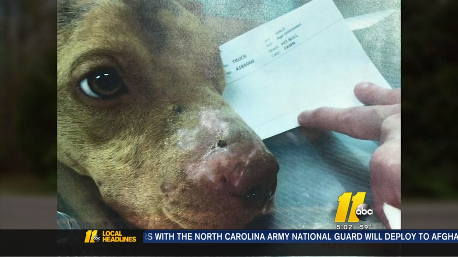 Orange County man charged with dog fighting after 30 dogs seized ...