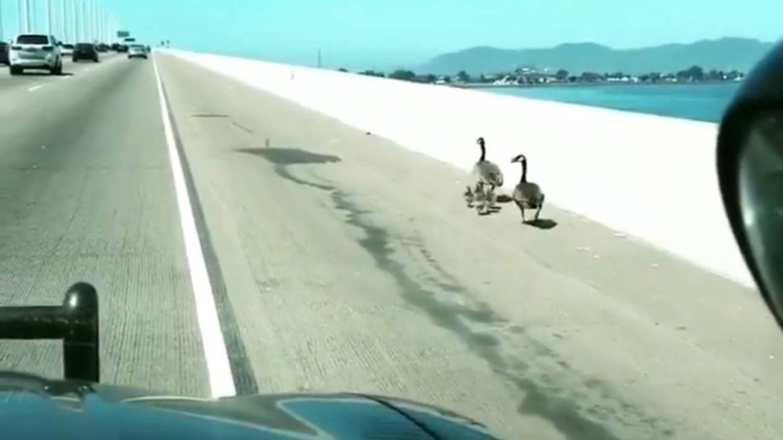 CHP officers block traffic to escort geese off Bay Bridge - ABC7 San ...