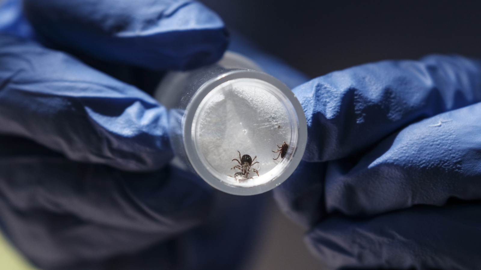 San Francisco State University study predicts rise in ticks this season ...