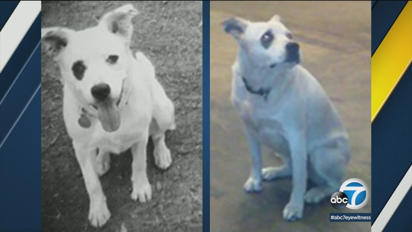 Owner searches for dog after she vanishes during East Los Angeles car ...