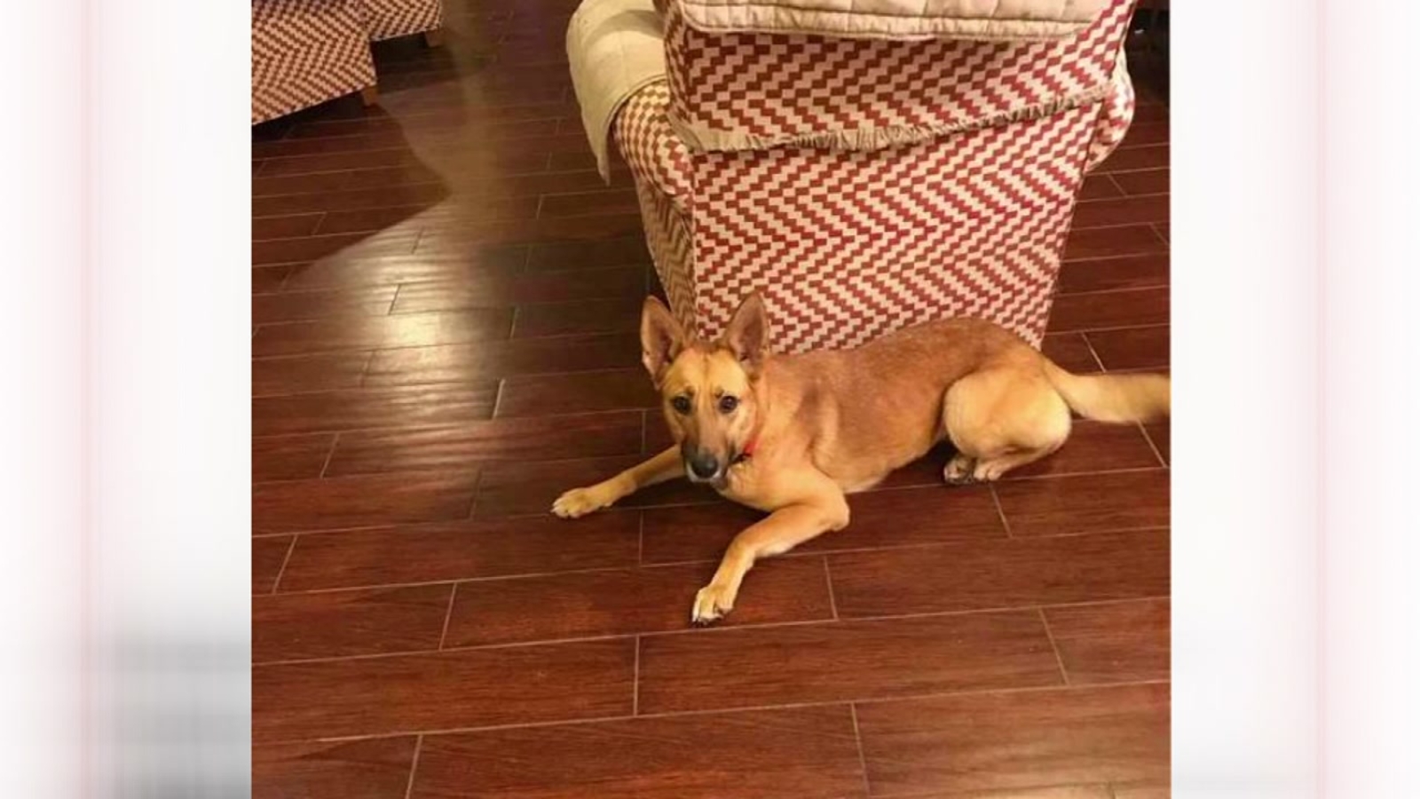 Family reunited with injured dog who vanished after car accident in ...