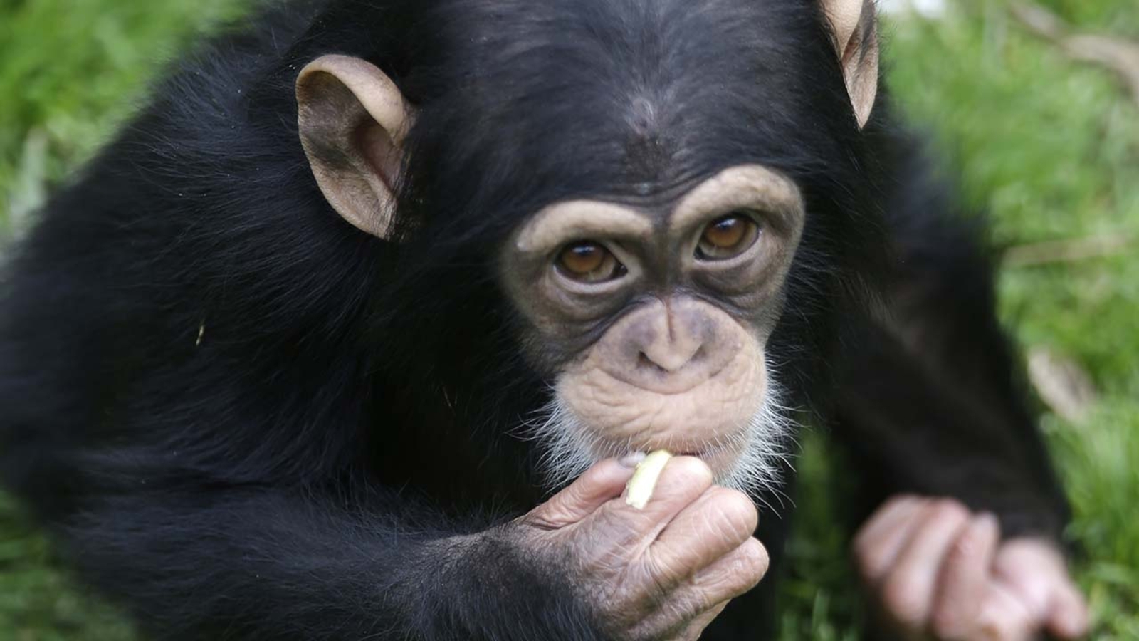 NY court to hear arguments that chimps have rights - ABC13 Houston
