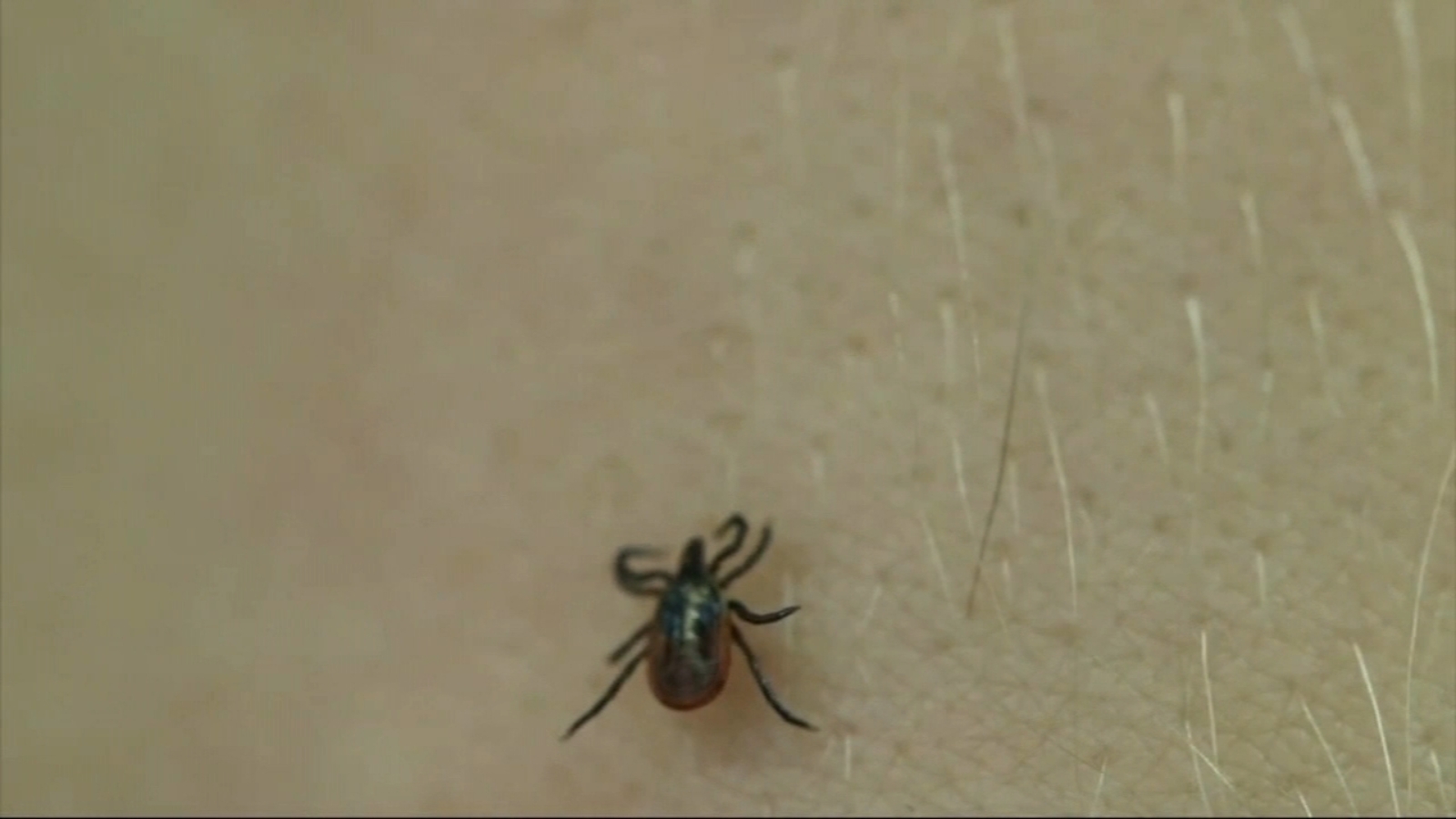 CDC says tick, mosquito, flea-related illnesses on the rise - ABC7 Chicago