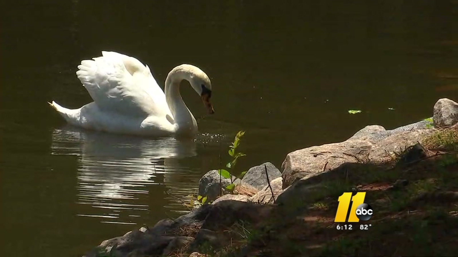 Injured swan is off the hook, thanks to Cary retiree - ABC11 Raleigh-Durham