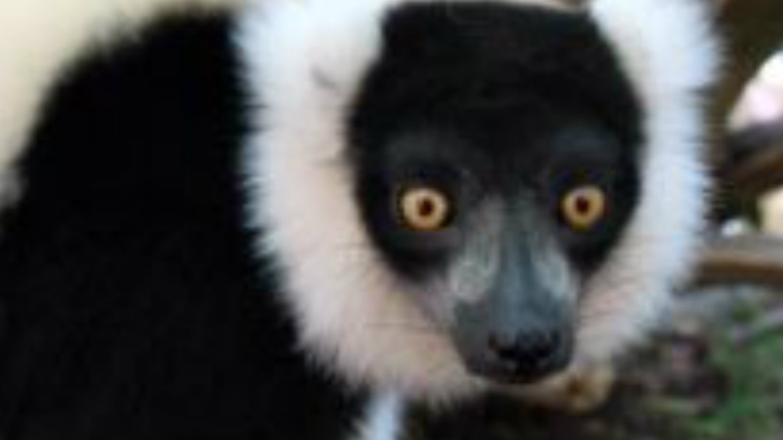 San Jose zoo asks for help naming baby lemur - ABC7 San Francisco