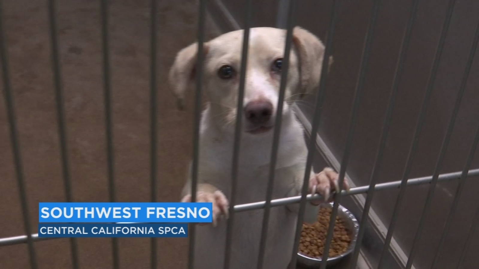 SPCA celebrates Cinco de Mayo by reducing adoption fees - ABC30 Fresno