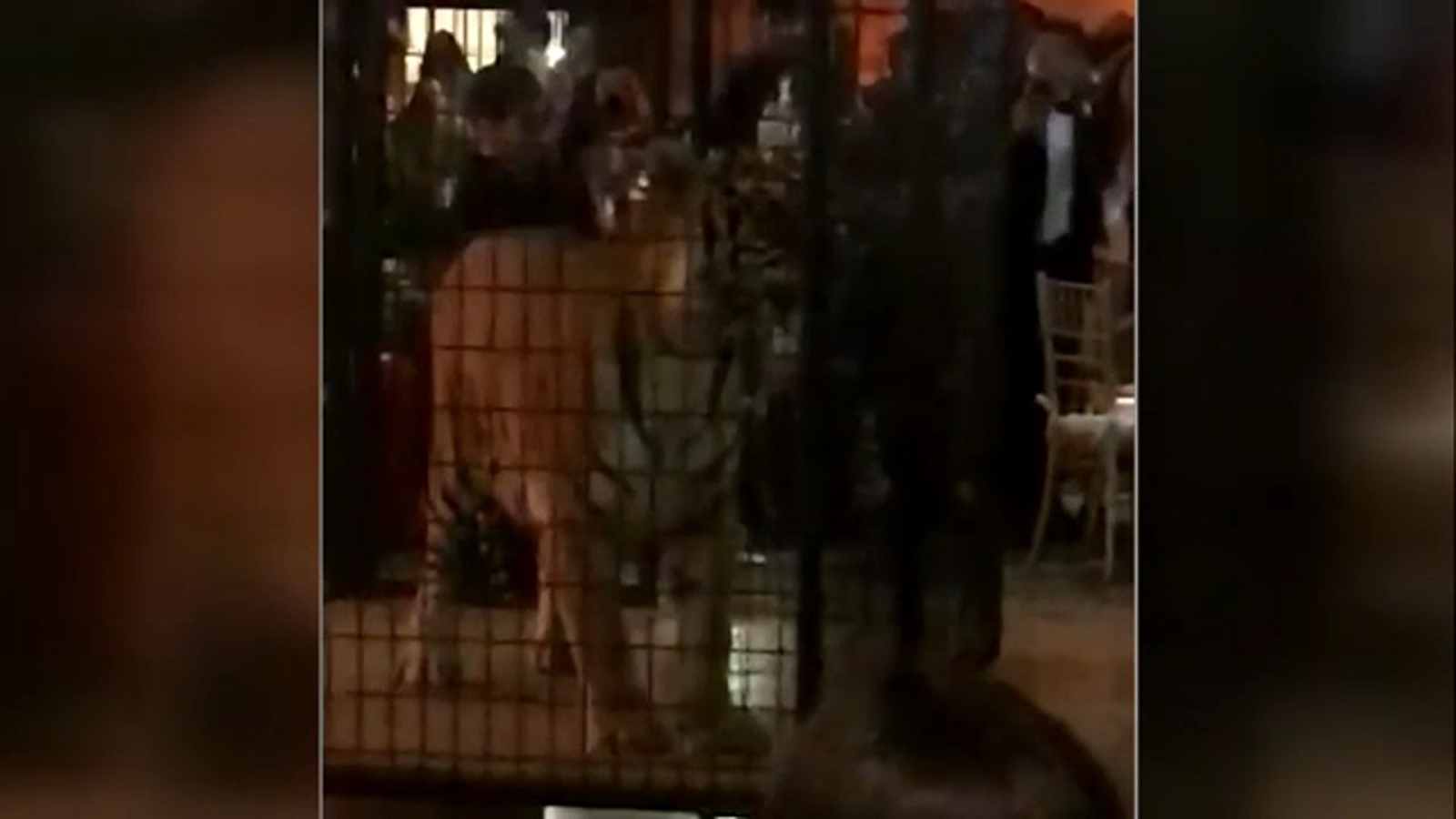 Parents outraged over caged tiger at Florida school's prom - ABC7 New York