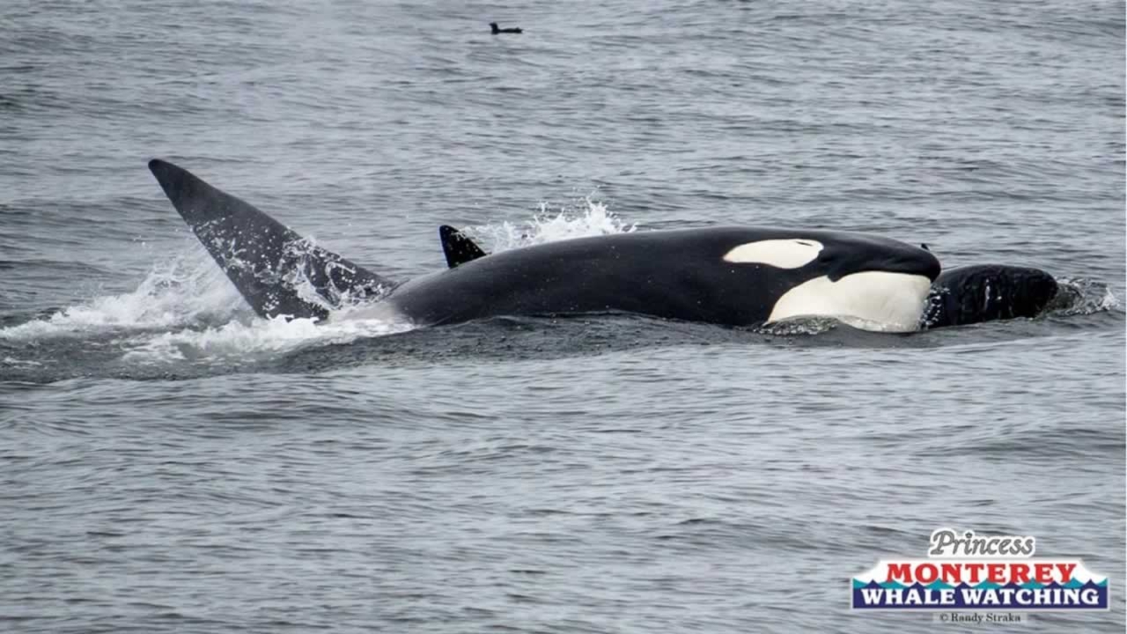 VIDEO: Several orcas frolic off coast of Monterey - ABC7 San Francisco