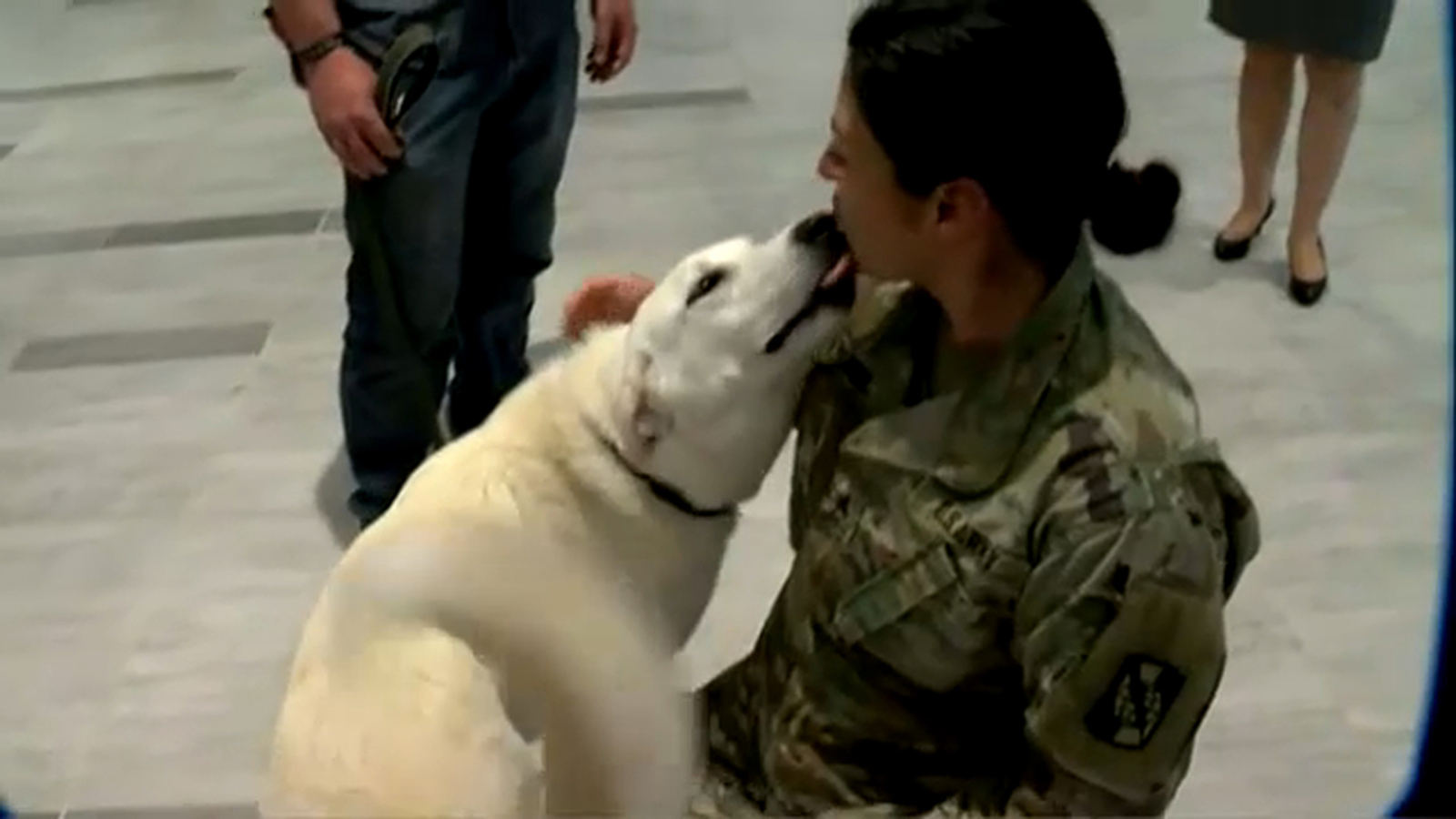 Soldier reunited with dog she rescued while deployed in Iraq - ABC7 New ...