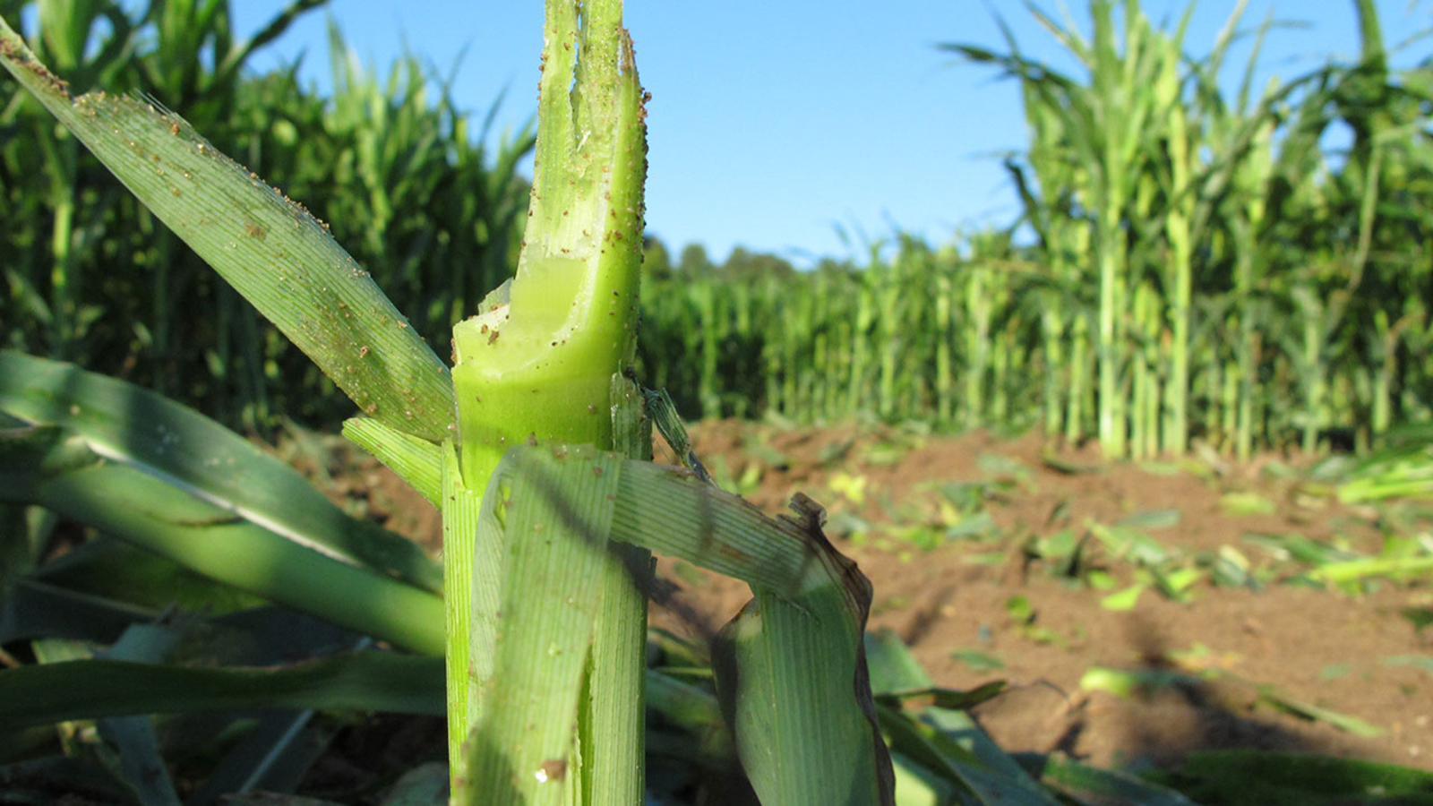 Teen working as zombie in Idaho corn maze killed in accident - ABC7 Chicago