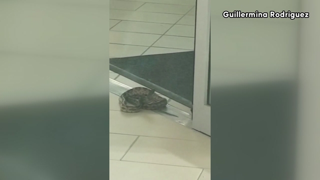 Slithering snake found sneaking into Memorial City Mall - ABC13 Houston