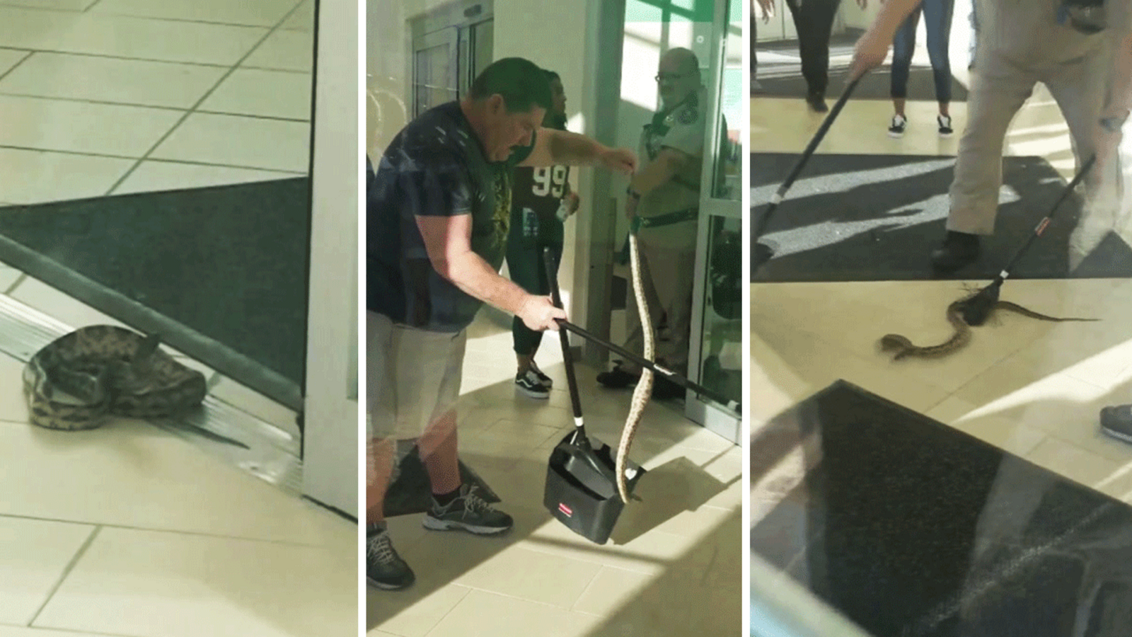 Slithering snake found sneaking into Memorial City Mall - ABC13 Houston