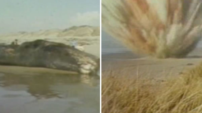 FROM THE ARCHIVES: Humphrey the whale leaps into hearts of Bay Area ...