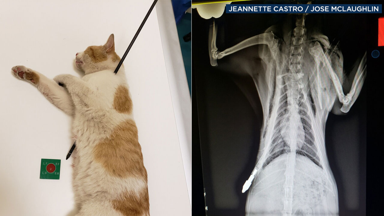 Cat found with arrow stuck in body in Perris - ABC7 Los Angeles