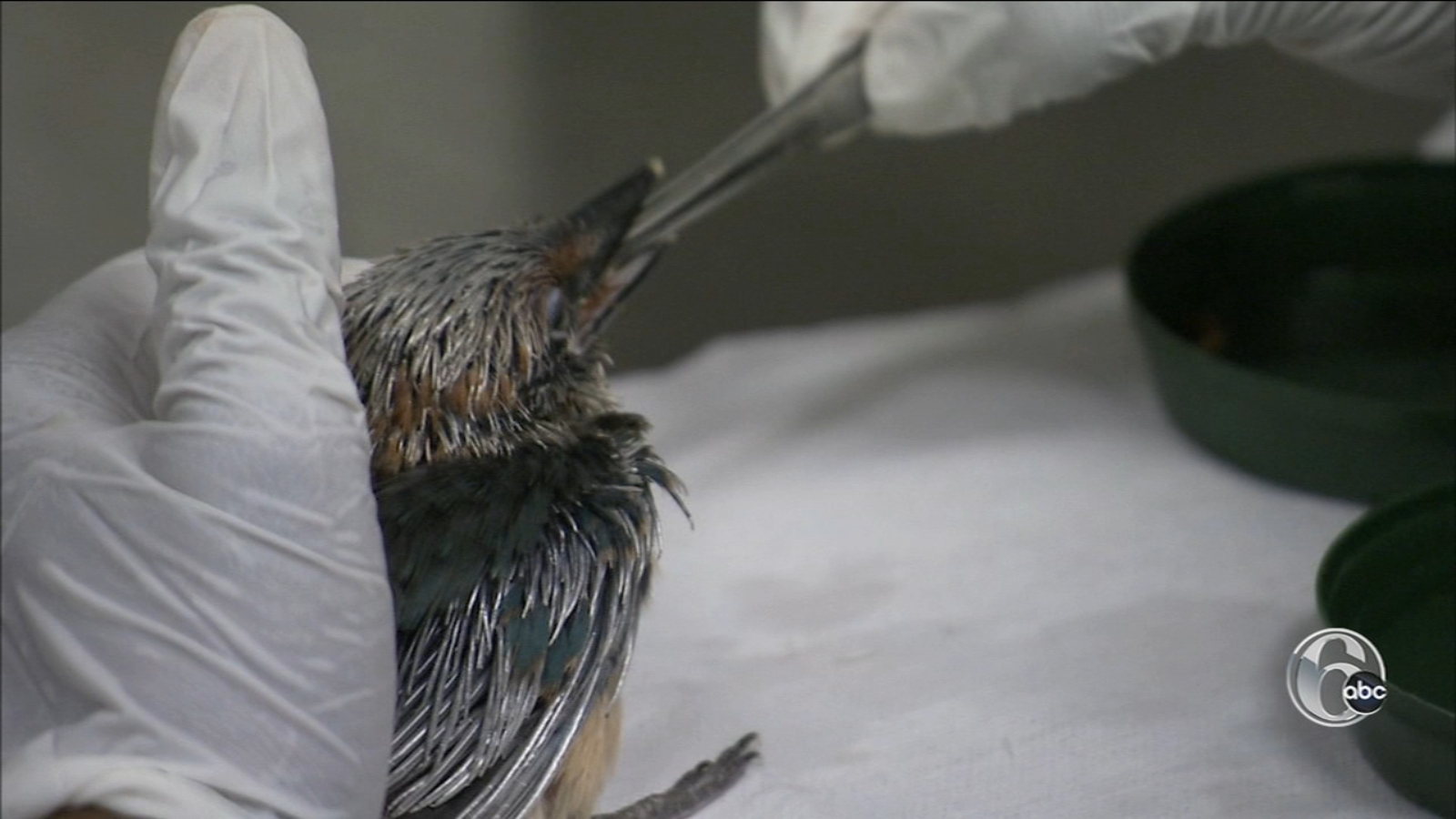 Species Preservation and Conservation - A Big Experience at the ...