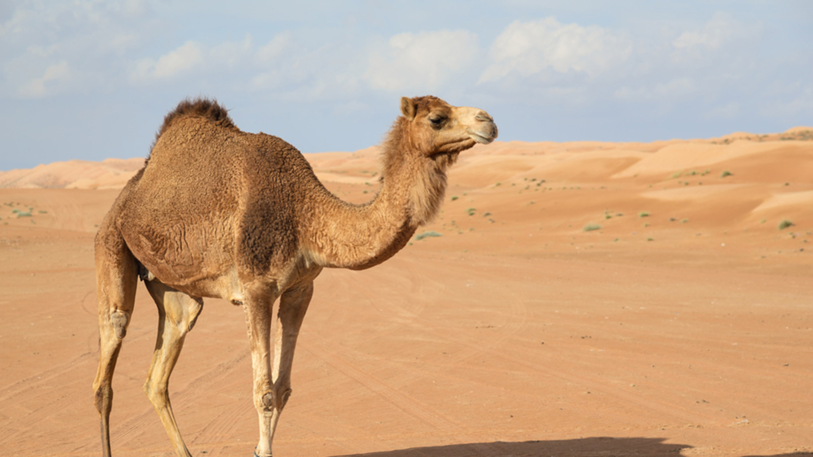 Camel kills 60-year-old American at beach resort - ABC7 Chicago