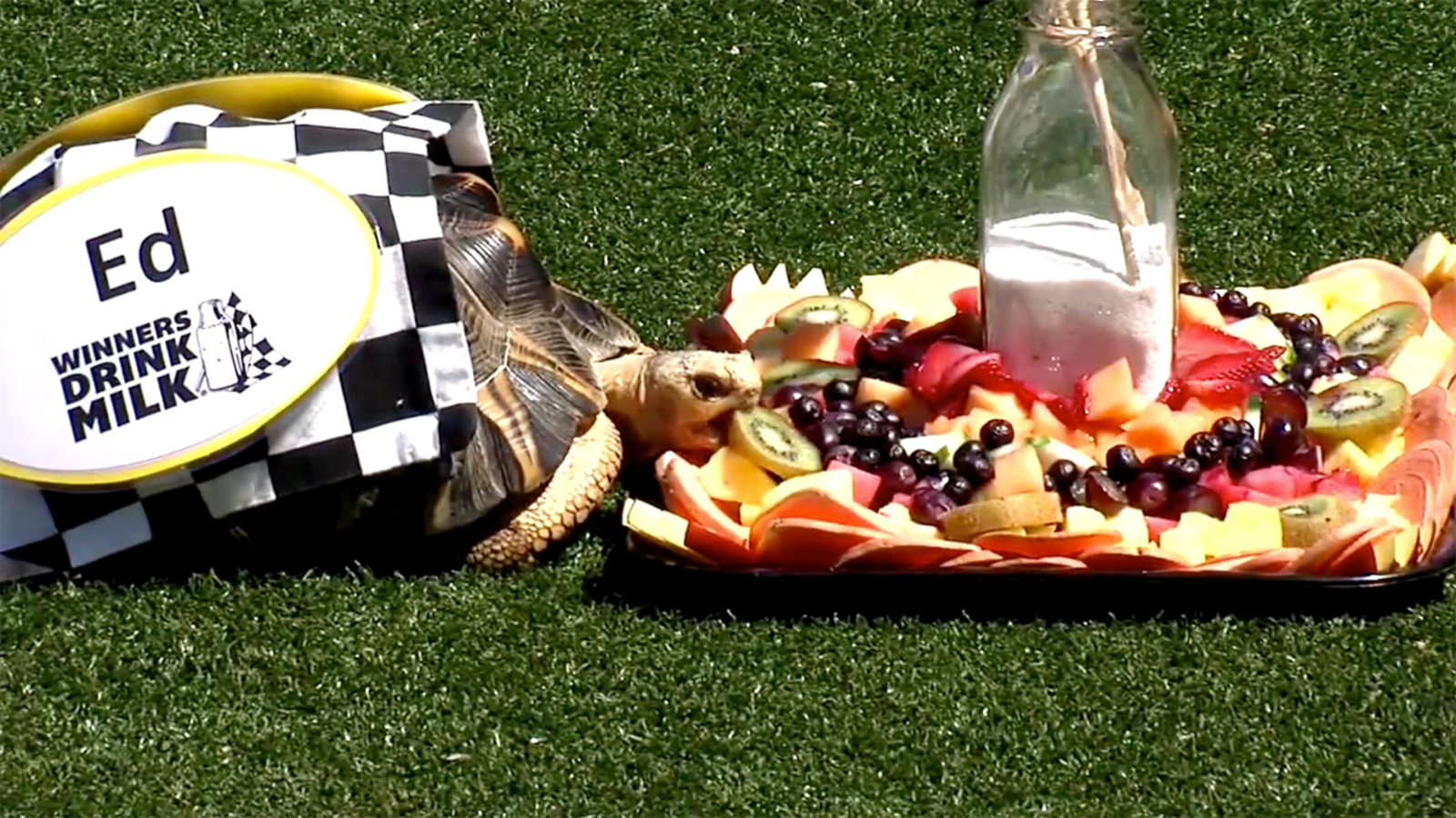 Turtles hit the track for the Zoopolis 500 - ABC7 New York