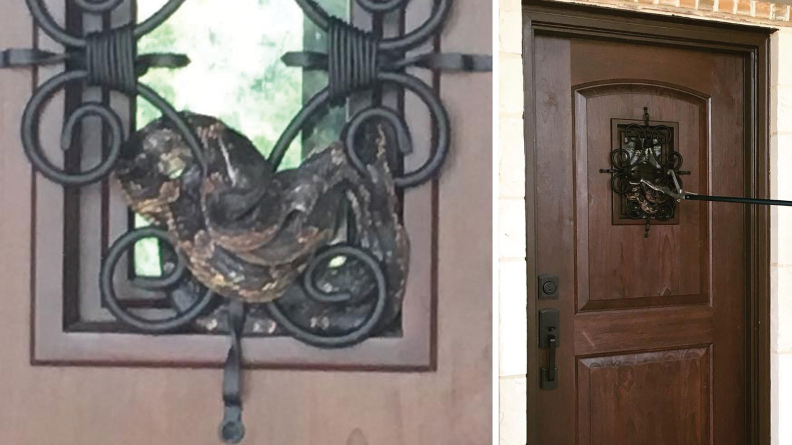 Nearly 7-foot Texas rat snake cozies up to new neighbor's front door ...