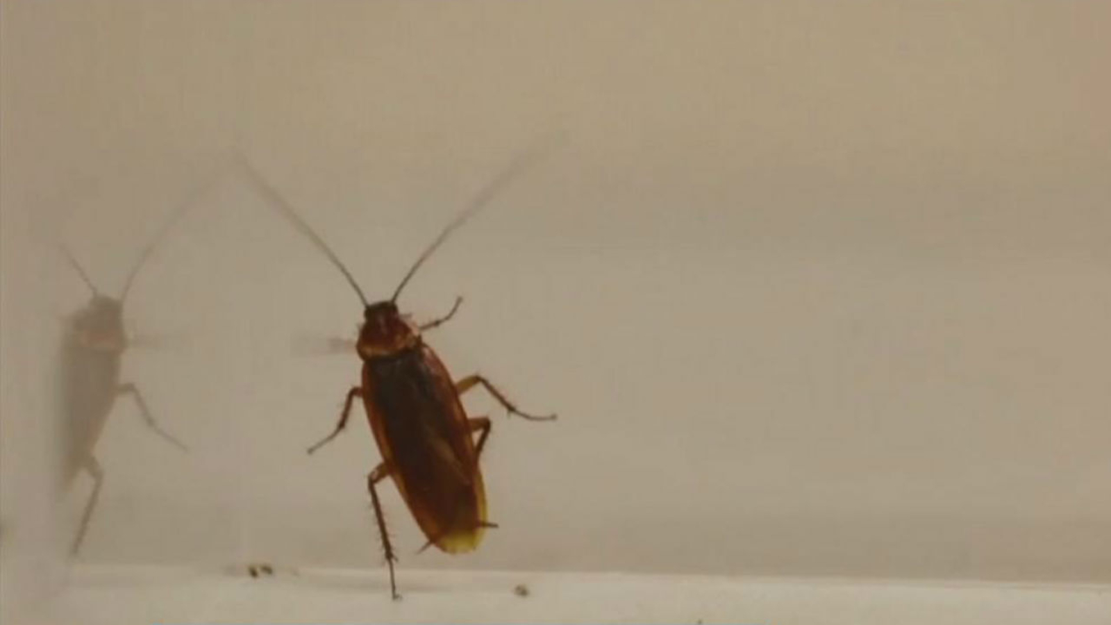 'Cockroach milk' is latest superfood trend - ABC7 New York