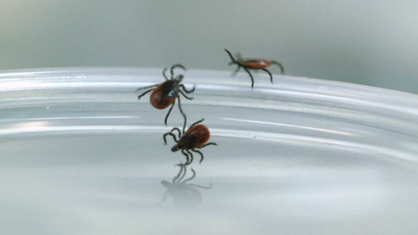 Lyme disease prevention: How to protect yourself from ticks - ABC13 Houston