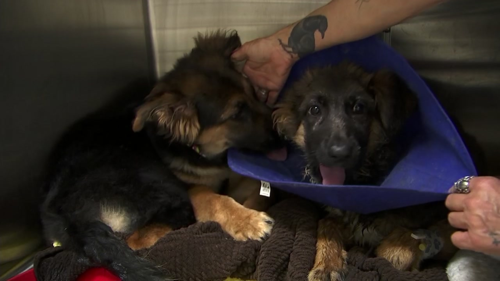 Police search for animal 'torturer' after 3 maimed puppies found in ...