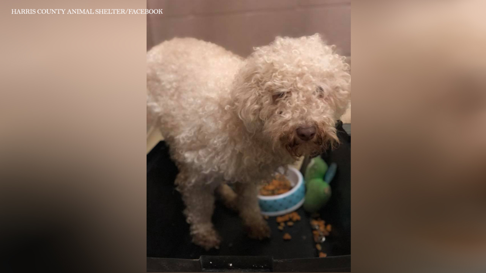 Harris County Animal Shelter overcrowded with hundreds of animals ...