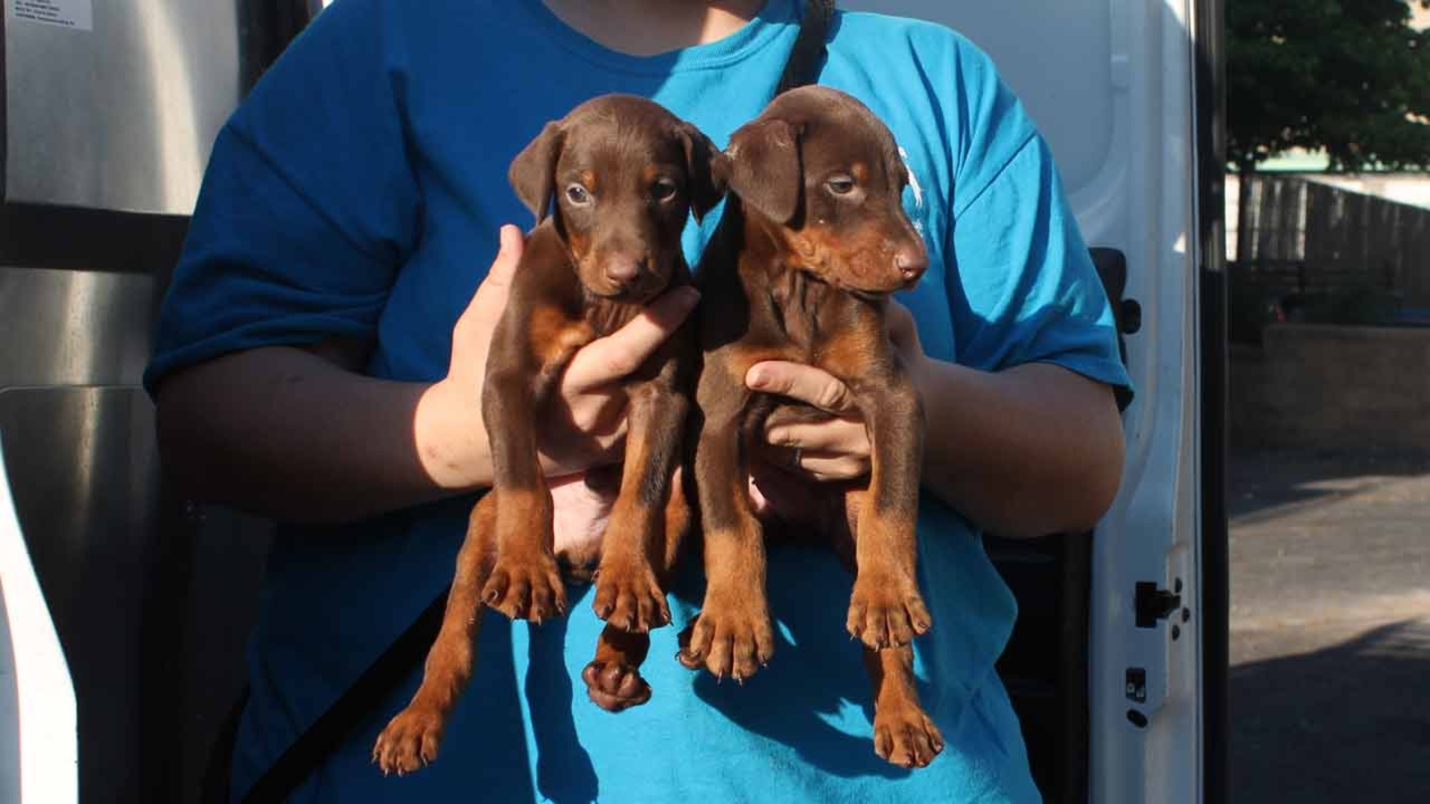 'Debarked' dogs removed from Pennsylvania breeder's home - ABC7 Los Angeles