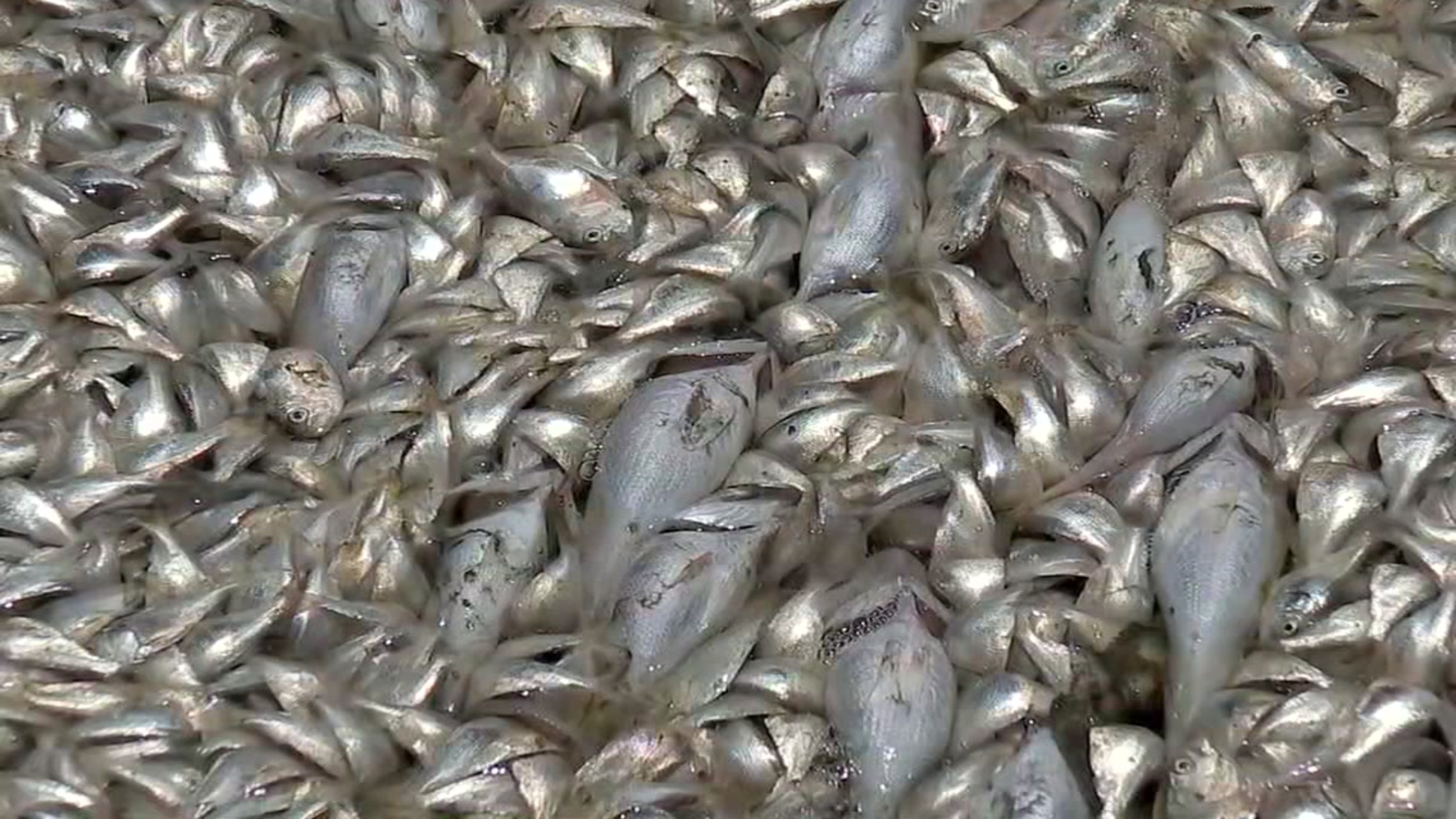 Heat and lack of oxygen suffocated thousands of fish at Houston Yacht ...