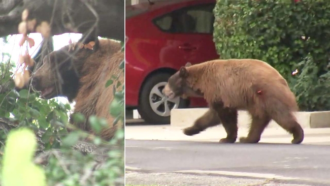 Bear in tree - ABC7 Los Angeles