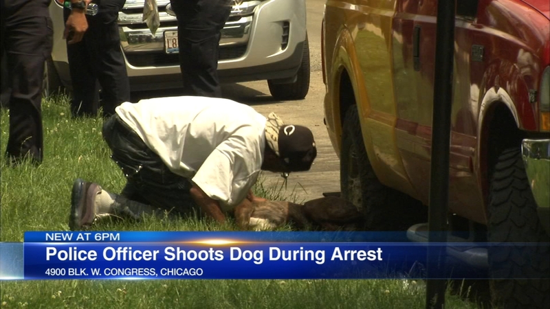 Chicago police officer shoots dog after getting bit while making an ...