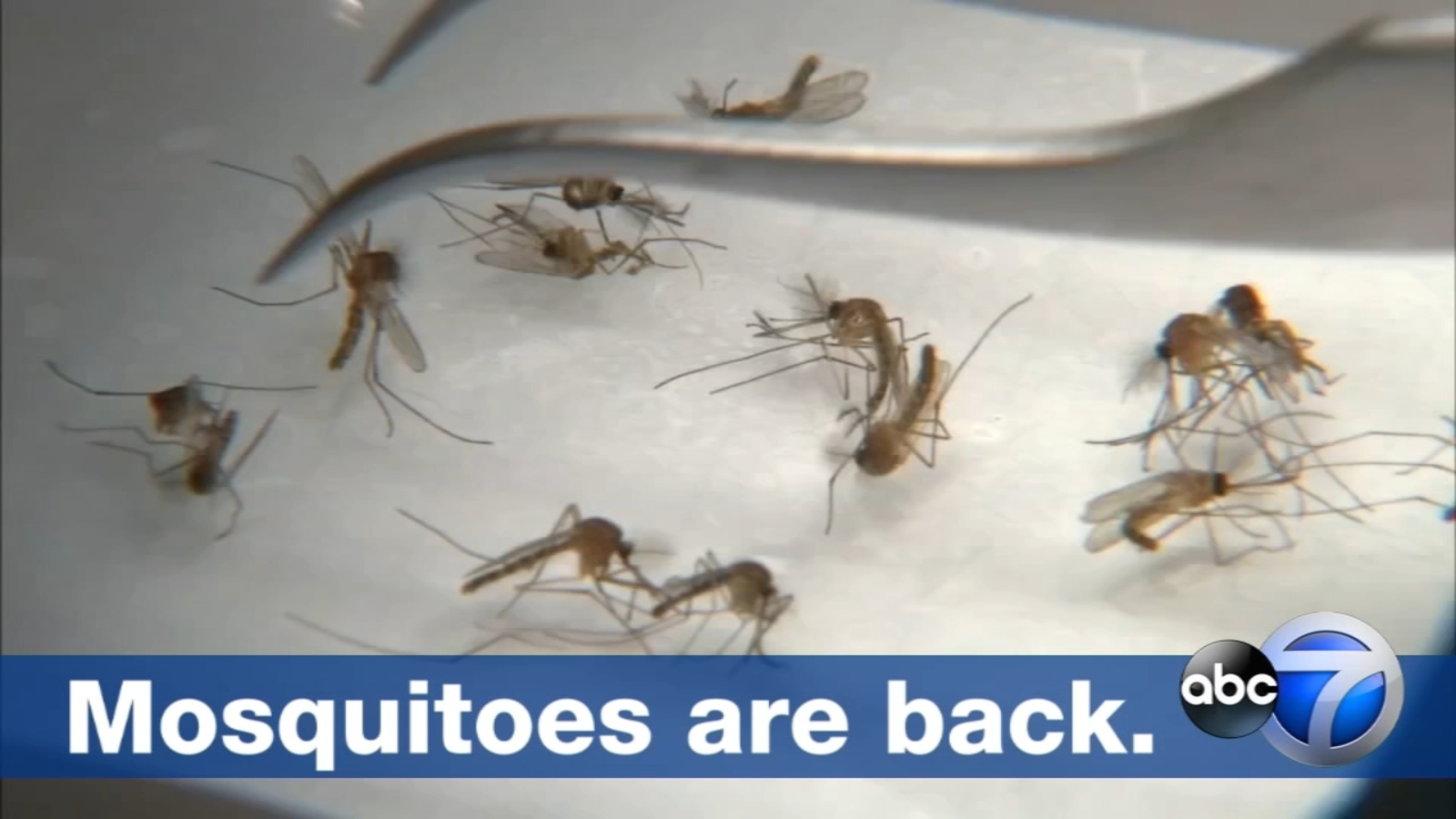 WATCH: Tips to avoid mosquitoes this summer - ABC7 Chicago