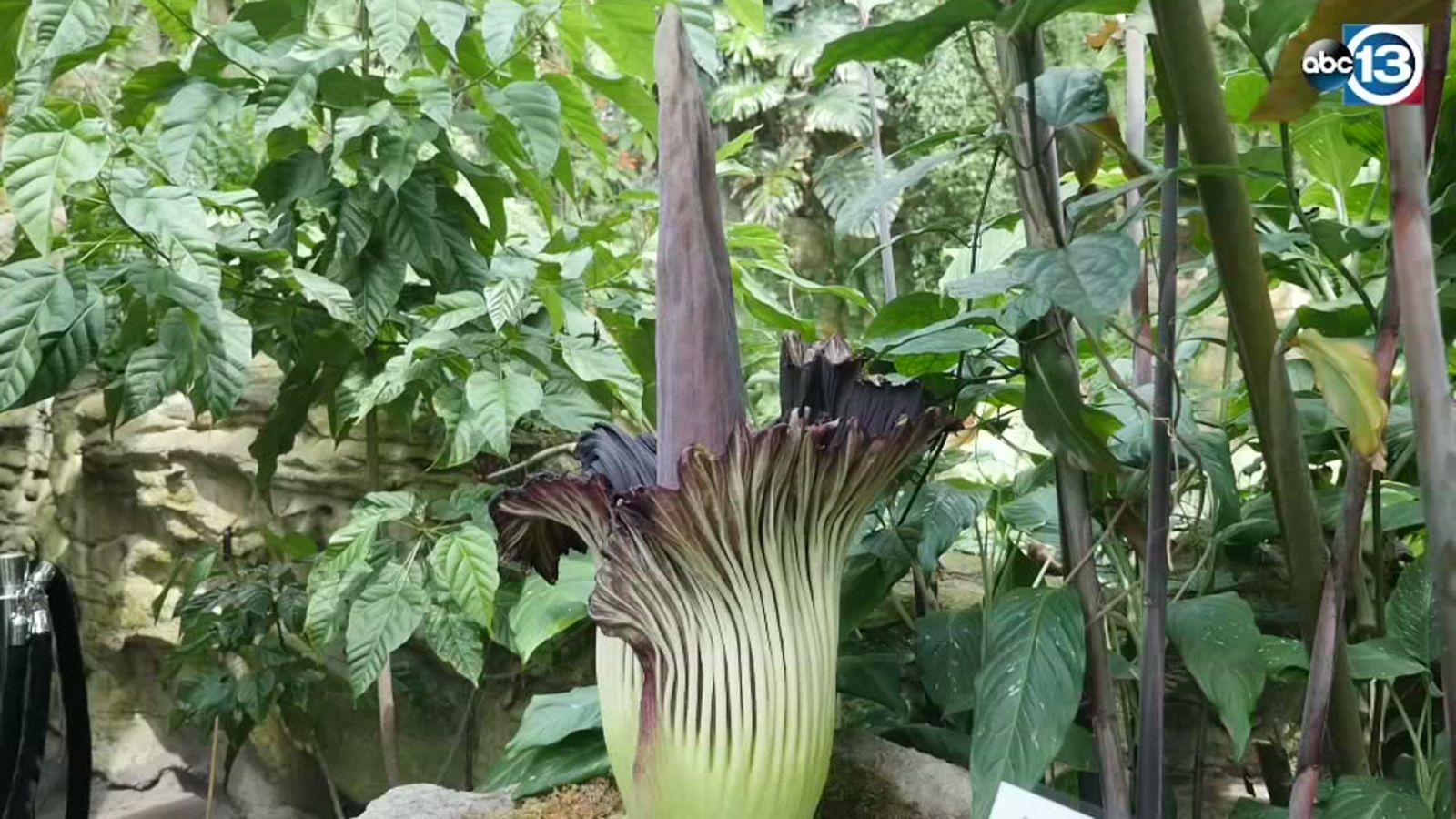 Stinky corpse blooming at Houston Museum of Natural Science - ABC13 Houston