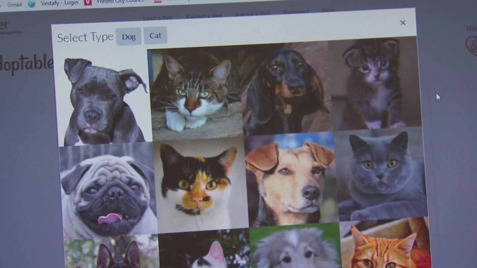 Facial recognition helping identify strays at CCSPCA - ABC30 Fresno