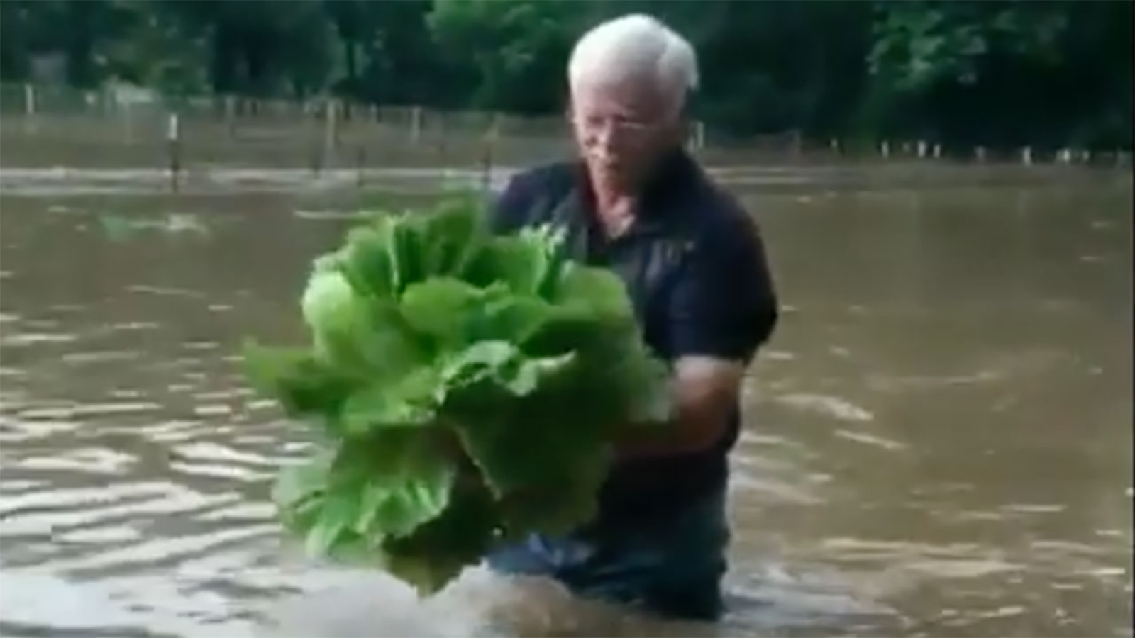 Georgia farmer pulls green cabbage through 2 feet of murky floodwater ...
