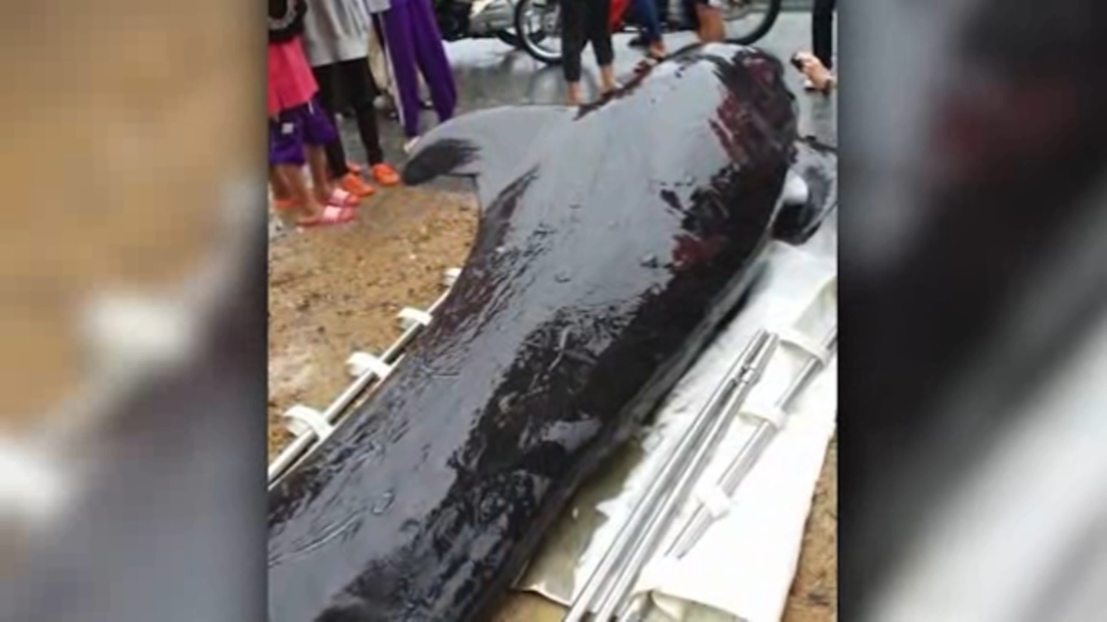 Whale Dies In Thailand After Eating More Than 17 Lbs Of Plastic Abc7