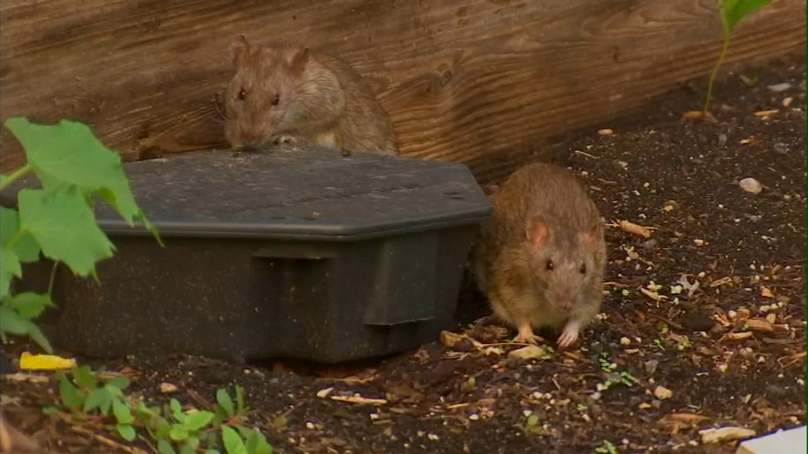 Rat problem forces community garden in Harlem to be shut down - ABC7 ...