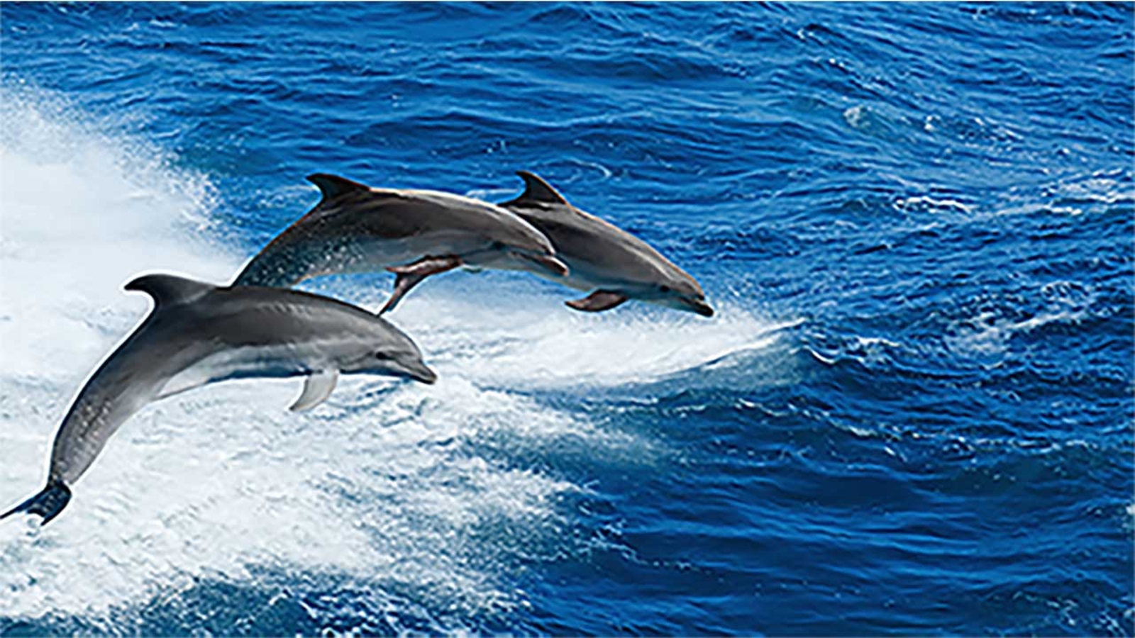 Unusually high number of dolphins wash up dead in Delaware - 6abc ...