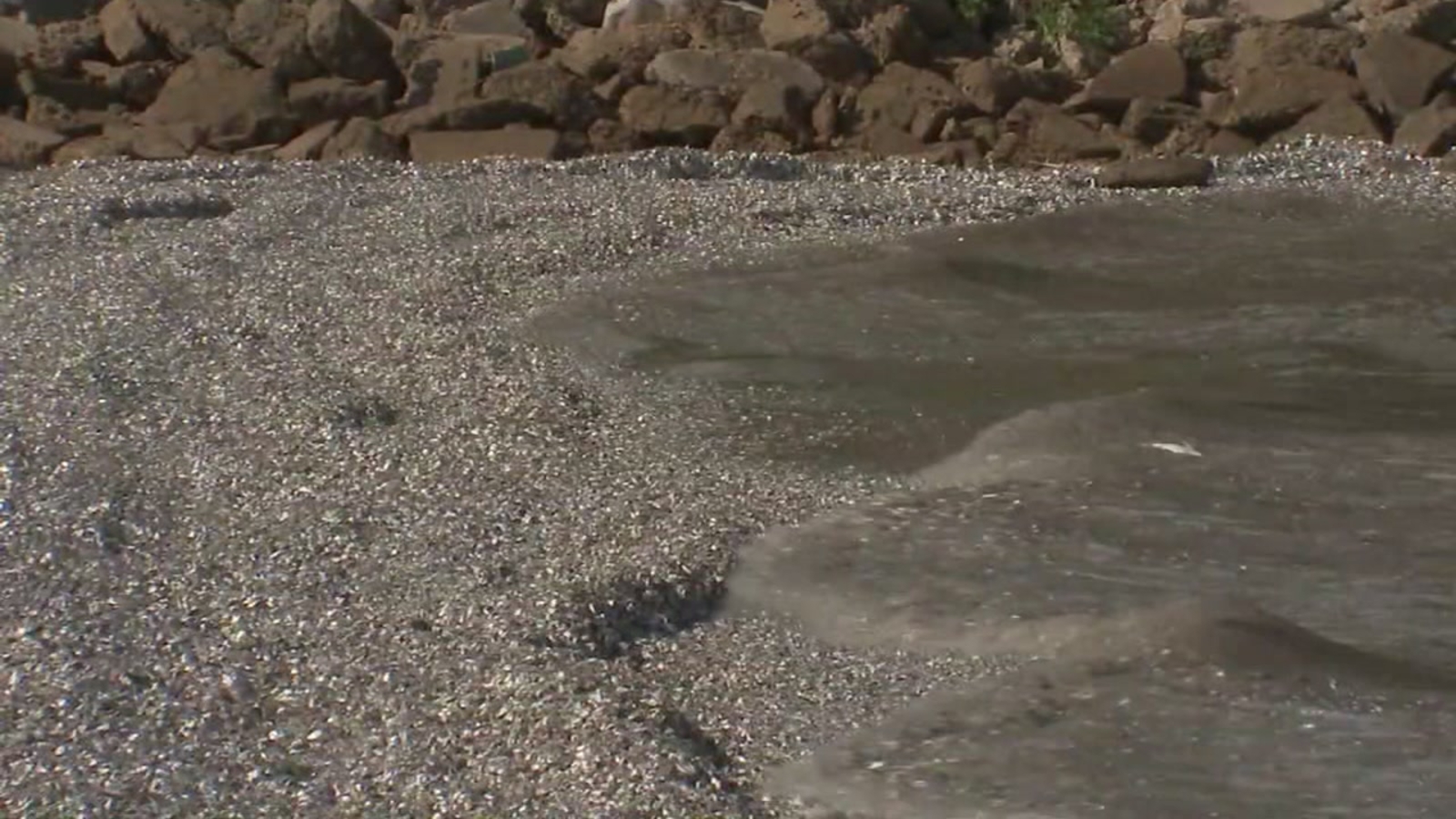 Fish kill in Seabrook ruins bride-to-be's wedding plans - ABC13 Houston