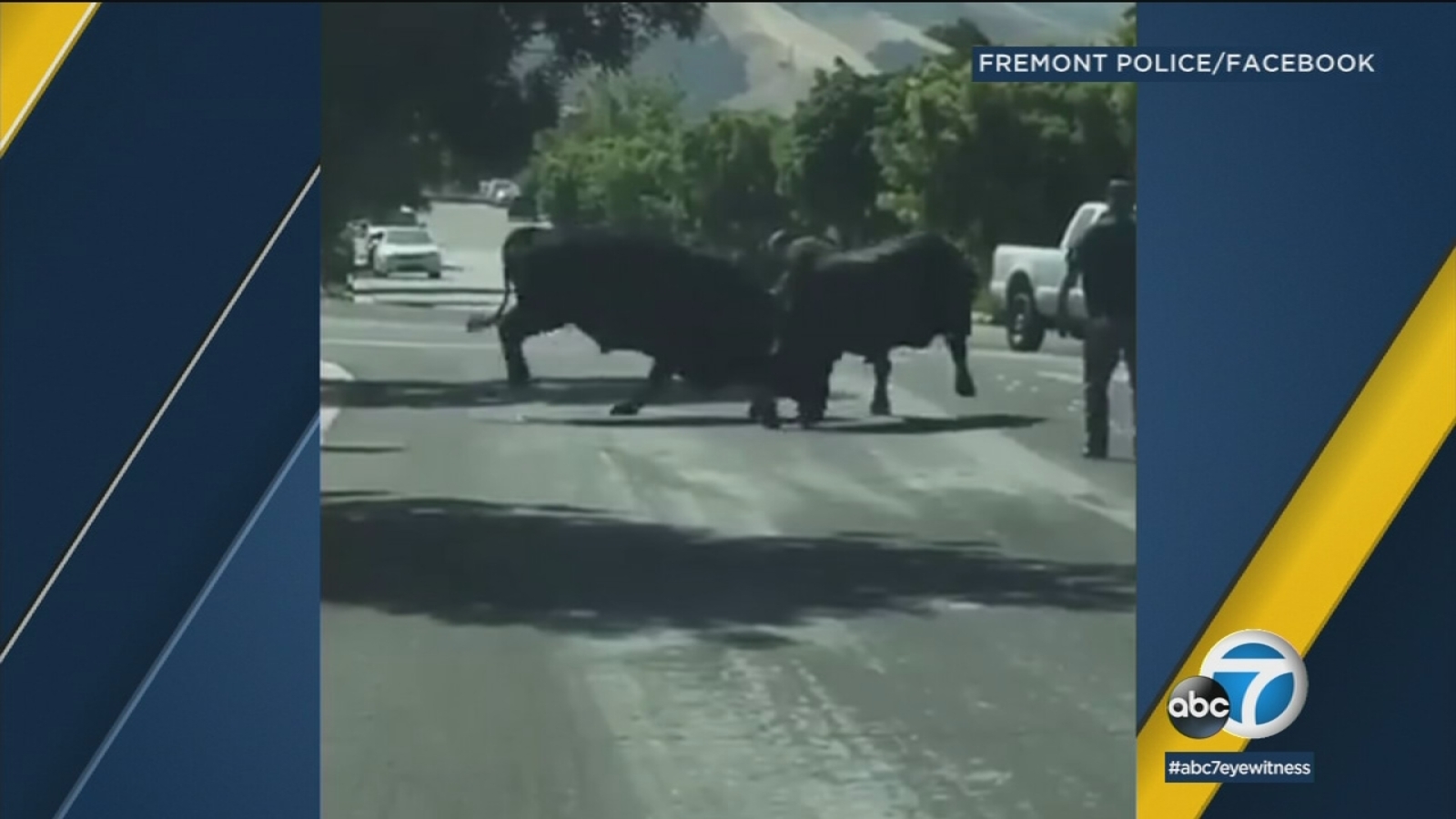 VIDEO: Bulls seen fighting in middle of California city's streets ...