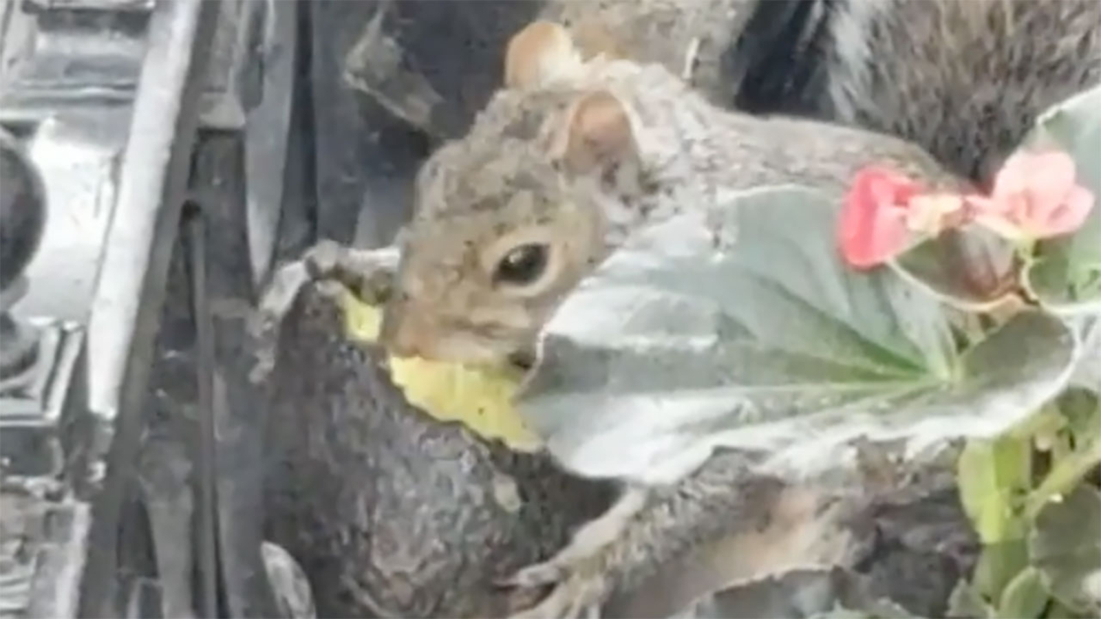 Avocado Squirrel is Manhattan's most millennial wild animal - ABC7 Chicago