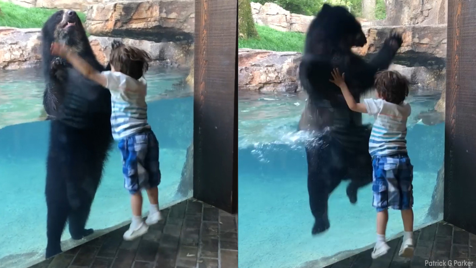Leap for joy! Bear jumps with boy at Nashville Zoo - ABC7 San Francisco