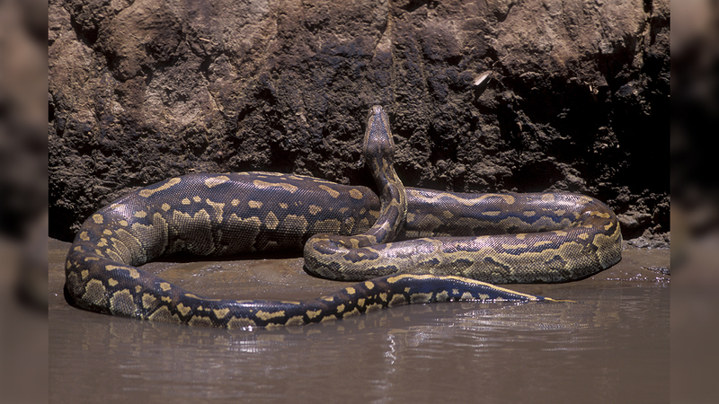 23-foot python swallows Indonesian woman whole as she tends to her ...